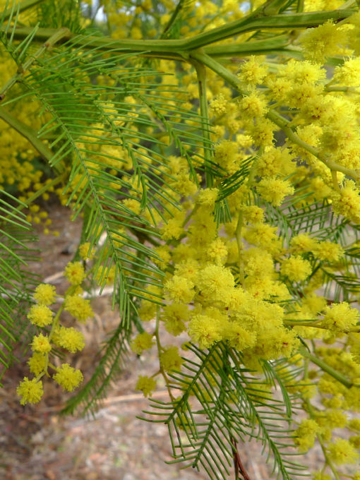 Sydney Gold Acacia Tree (acacia decurrens) – Urban Xeriscape