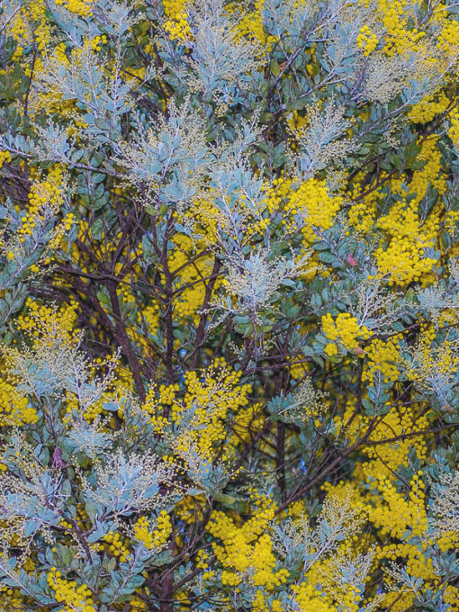 Blue Pearl Acacia Tree (acacia podalyriifolia) – Urban Xeriscape