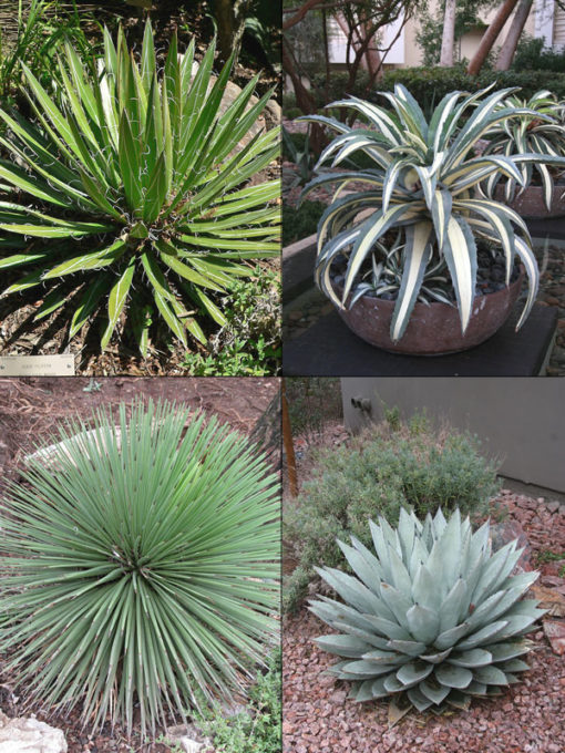 Agave – Urban Xeriscape