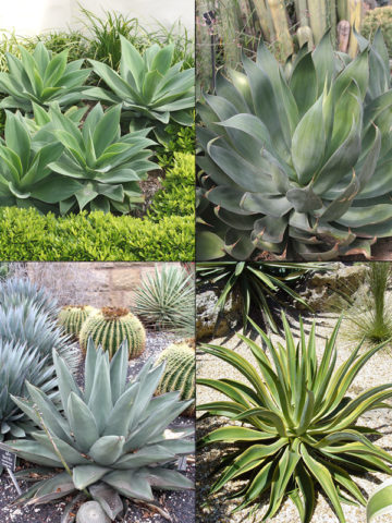Agave – Urban Xeriscape