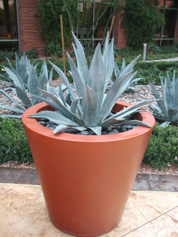 Lg. Giant Steel Blue Agave Plant (agave americana sp) – Urban Xeriscape