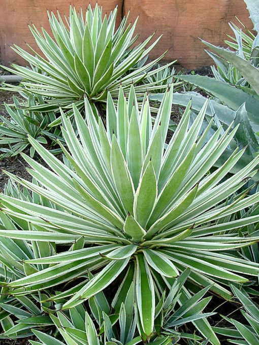 Lg. Candy Stripe Agave Plant (agave angustifolia marginata) – Urban ...