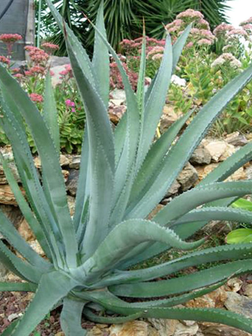 Agave – Urban Xeriscape