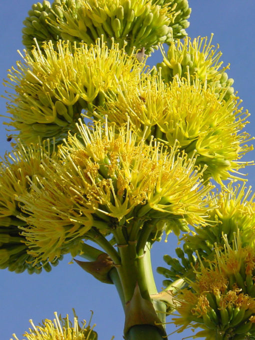 Symmetrical Grey Agave Deserti (agave deserti simplex) – Urban Xeriscape