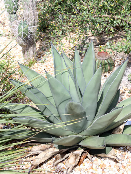 Agave Courtyard Mix, 8 Large Plants (agave sp) – Urban Xeriscape