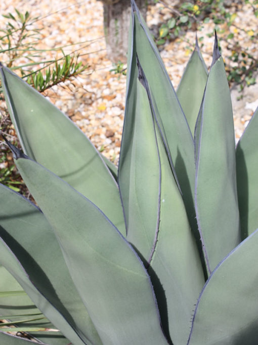 XL Gray Sharkskin Agave (agave ferdinandi x scabra) – Urban Xeriscape