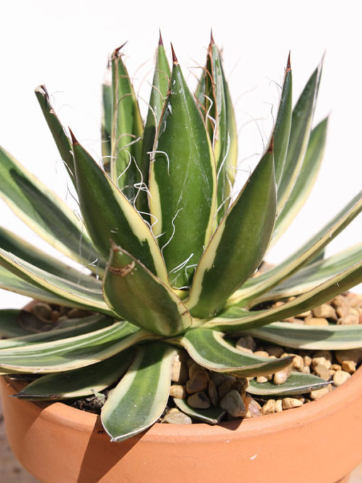 Showy Queen Thread-leaf Agave (agave filifera schidigera) – Urban Xeriscape