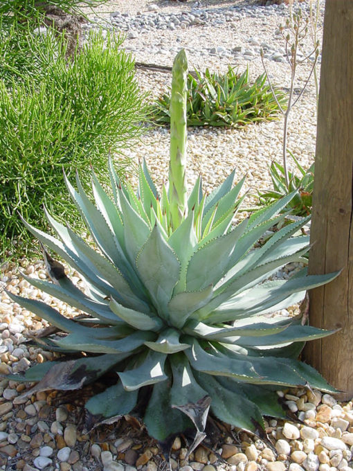 XL Silver Havard Agave (agave havardiana) – Urban Xeriscape