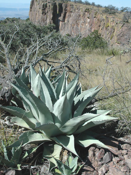 XL Silver Havard Agave (agave havardiana) – Urban Xeriscape