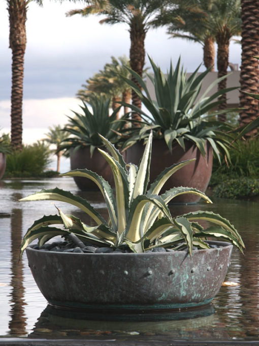 Lg. Cream Striped Tuxedo Agave (agave americana mediopicta alba ...