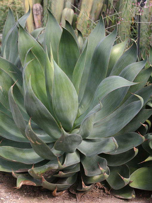 Blue Flame Agave (agave shawii x attenuata) – Urban Xeriscape