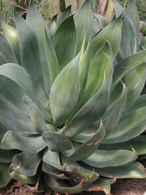 Blue Flame Agave (agave shawii x attenuata) – Urban Xeriscape