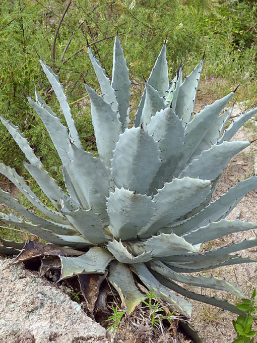 Sky Blue Desert Agave (agave temacapulinensis) – Urban Xeriscape
