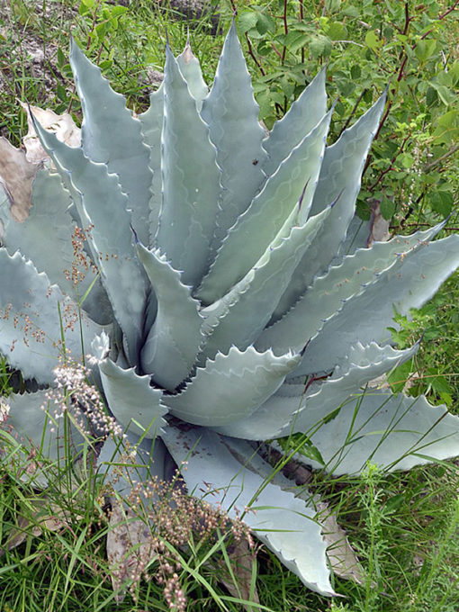 Sky Blue Desert Agave (agave temacapulinensis) – Urban Xeriscape