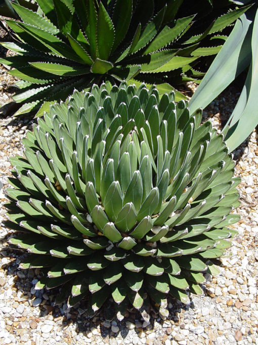 Lg. Classic Round Queen Victoria Agave Plant (agave victoriae regina ...