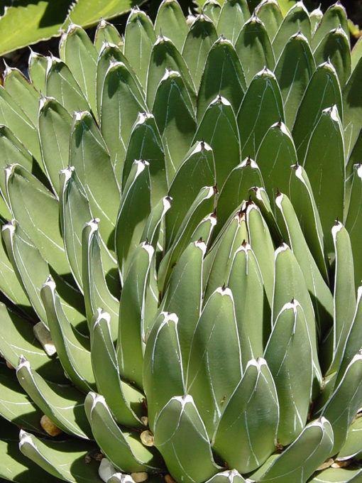 Lg. Classic Round Queen Victoria Agave Plant (agave victoriae regina ...
