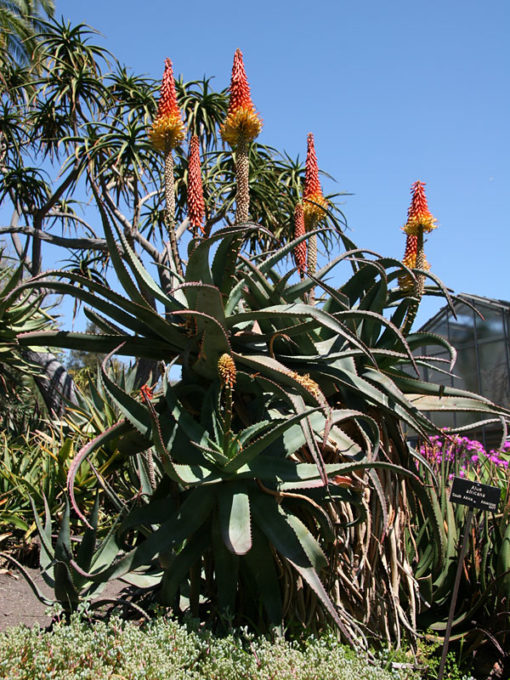 Aloe Africana (aloe sp) – Urban Xeriscape