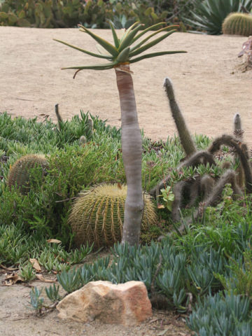 Giant Tree Aloe (aloe bainesii, barberae) – Urban Xeriscape