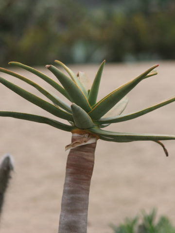 Giant Tree Aloe (aloe bainesii, barberae) – Urban Xeriscape