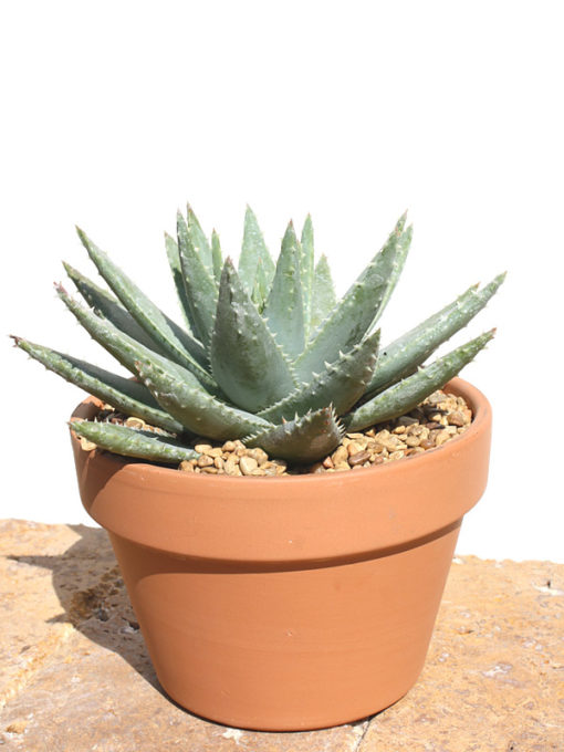 Lg. Crocodile Aloe Plant (aloe brevifolia) – Urban Xeriscape