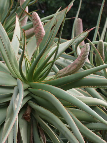 Zimbabwe Aloe (aloe excelsa) – Urban Xeriscape