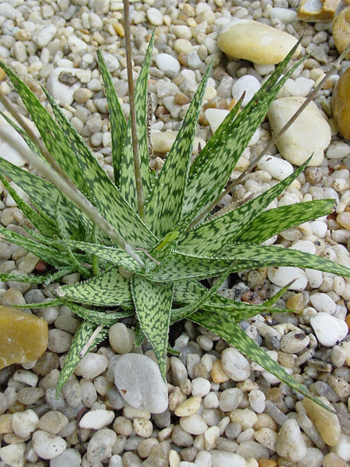 Lg. Amazonica Aloe Plant (aloe fragilis) – Urban Xeriscape