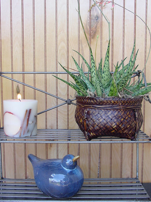 Lg. Amazonica Aloe Plant (aloe fragilis) – Urban Xeriscape