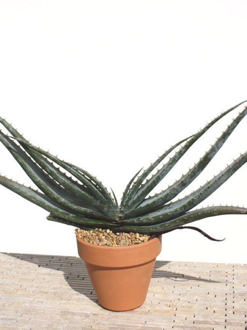 Lg. Mustache Aloe Plant (aloe suprafoliata) – Urban Xeriscape