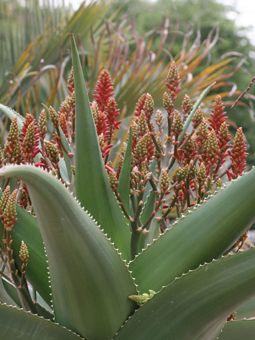 Lg. Madagascar Torch Aloe Plant (aloe vaombe) – Urban Xeriscape