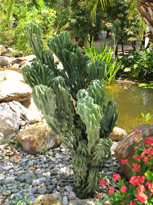 Lg. Blue Monstrose Cactus (cereus peruvianus) – Urban Xeriscape