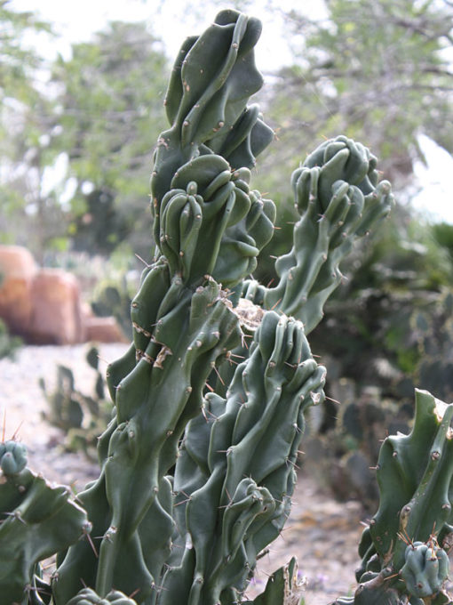 Lg. Blue Monstrose Cactus (cereus peruvianus) – Urban Xeriscape