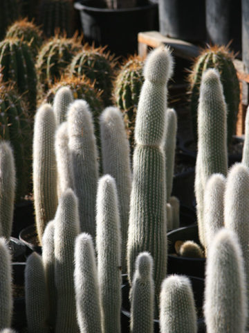 Giant Snow Pole Cactus (cleistocactus strausii) – Urban Xeriscape