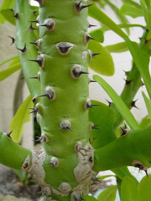 Euphorbia Neriifolia Cactus (euphorbiaceae) – Urban Xeriscape
