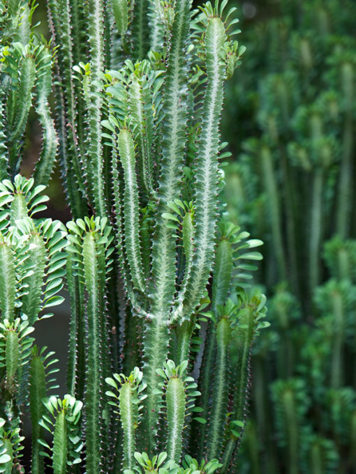 XL Euphorbia Trigona Jade Tiger Cactus Cactus (euphorbiaceae) – Urban ...