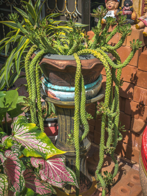 Lg. Blue Monstrose Cactus (cereus peruvianus) – Urban Xeriscape