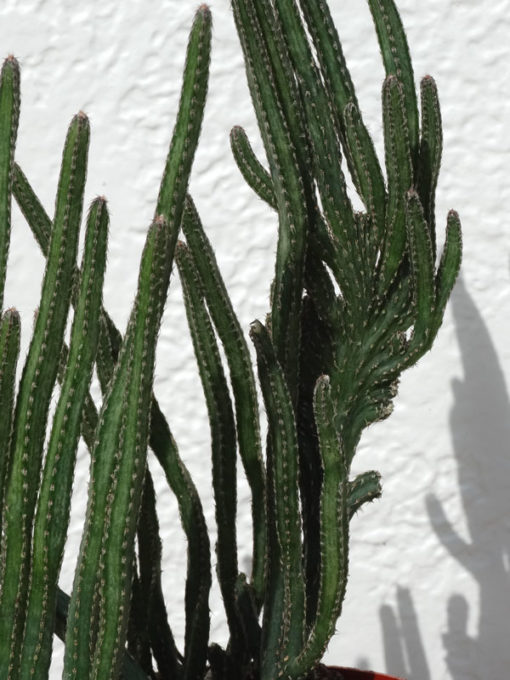 Bizarre Blue Finger Cactus (monvillea spegazzinii cristata) – Urban ...