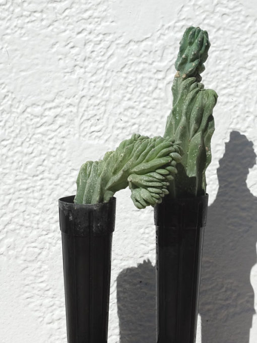 Stunning Blue Crest Cactus (myrtillocactus geometrizans cristata ...