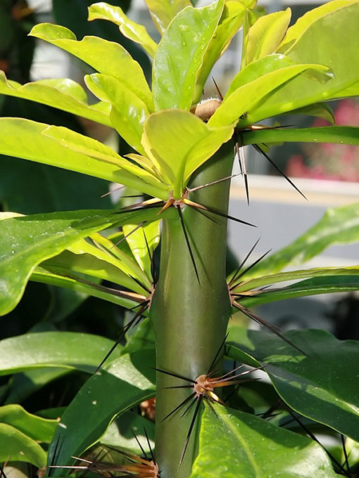Lg. Blue Monstrose Cactus (cereus peruvianus) – Urban Xeriscape