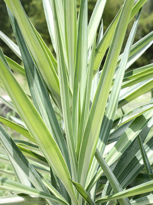 Lg. Spineless Silver Giant Yucca Plant (yucca elephantipes) – Urban ...