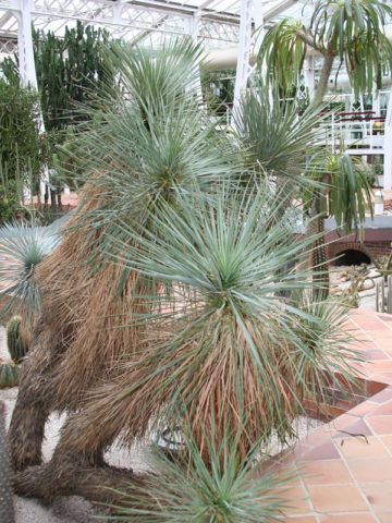 Thompson’s Bayoneta Yucca (yucca thompsoniana) – Urban Xeriscape